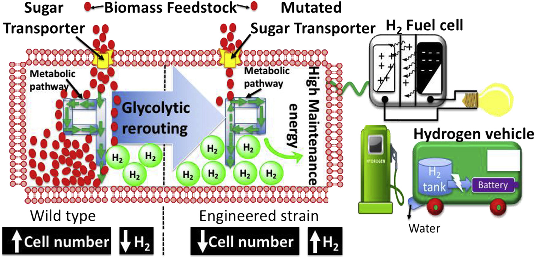 Biological hydrogen production improvement – Kudos: Growing the ...