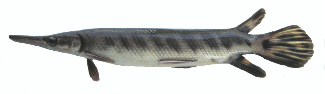 Study of digestive physiology and nutrition in larvae and juvenile of ...