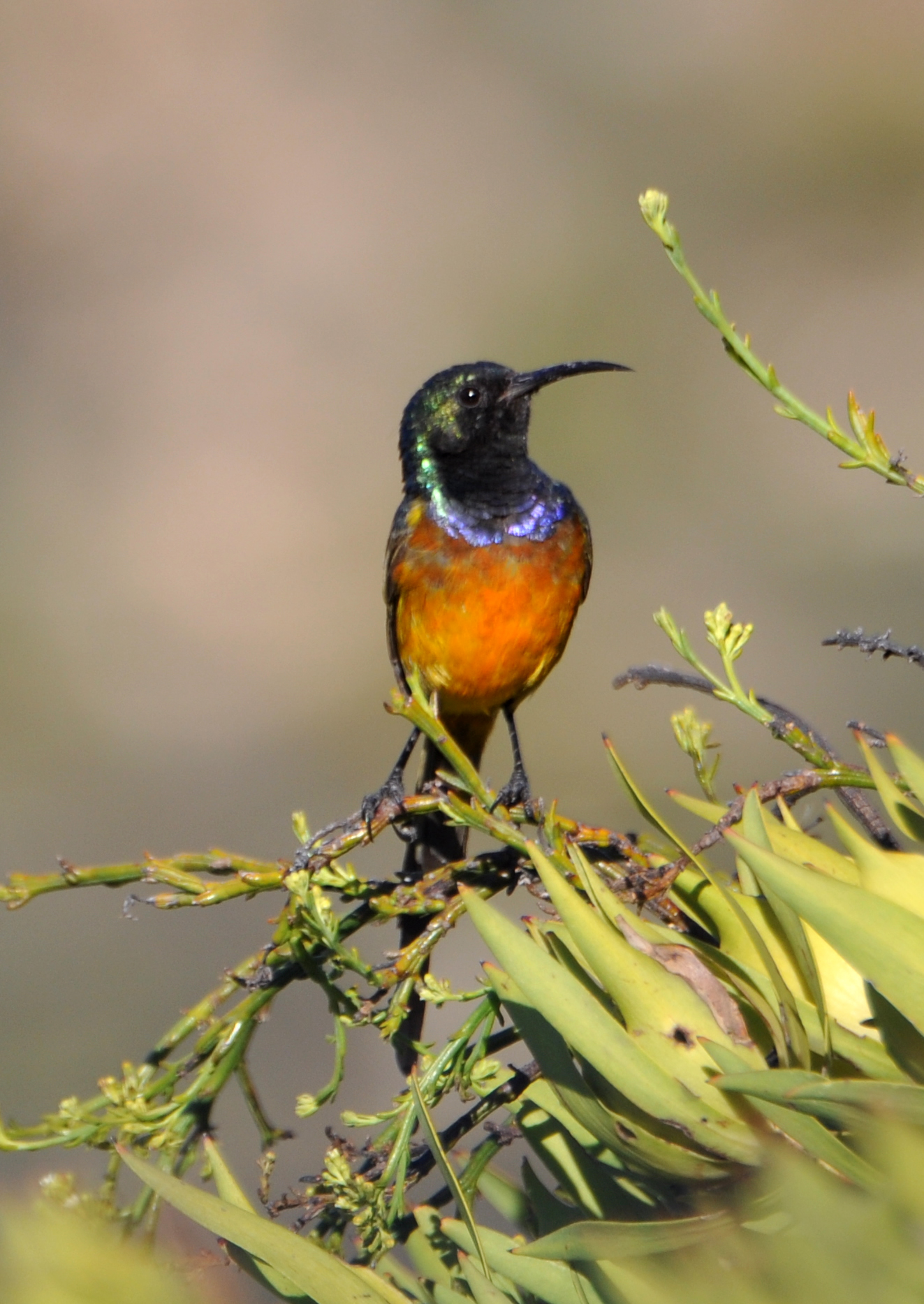 Fynbos Endemic Birds Research – Kudos